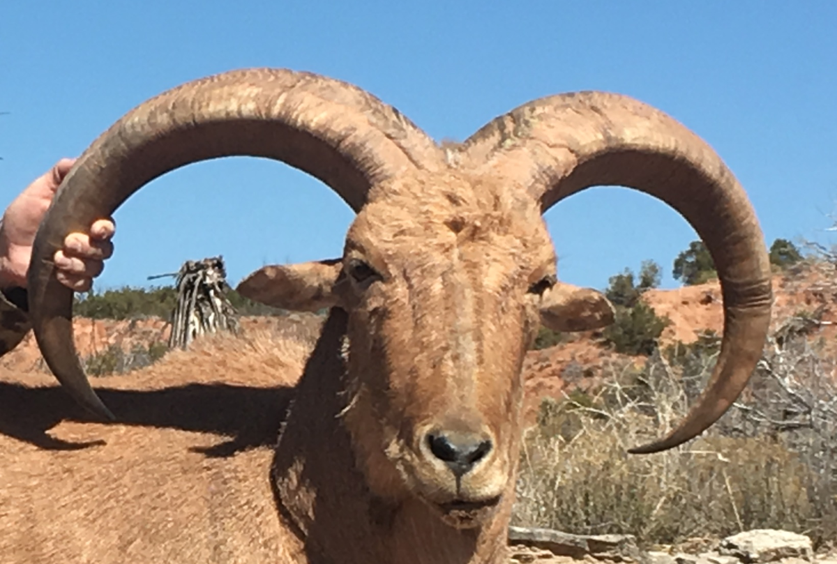 Field Judging Aoudad - Pursuit with Cliff