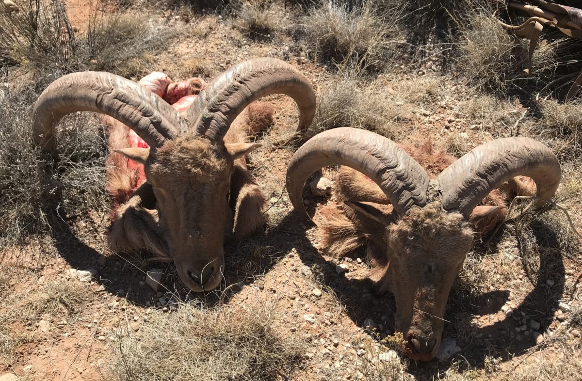 Field Judging Aoudad - Pursuit with Cliff