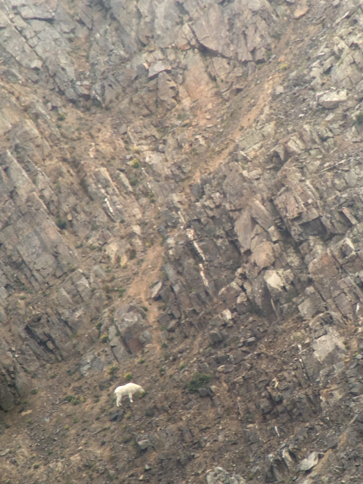 Mountain Goat Sex Identification and Field Judging - Pursuit with Cliff