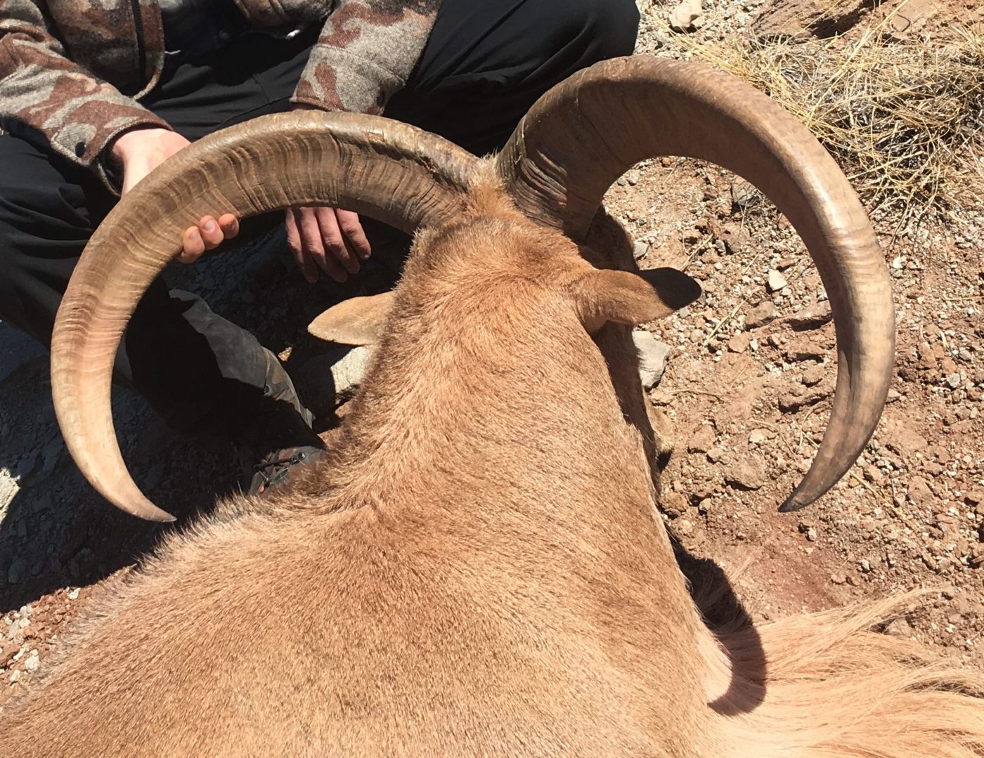 Field Judging Aoudad - Pursuit with Cliff
