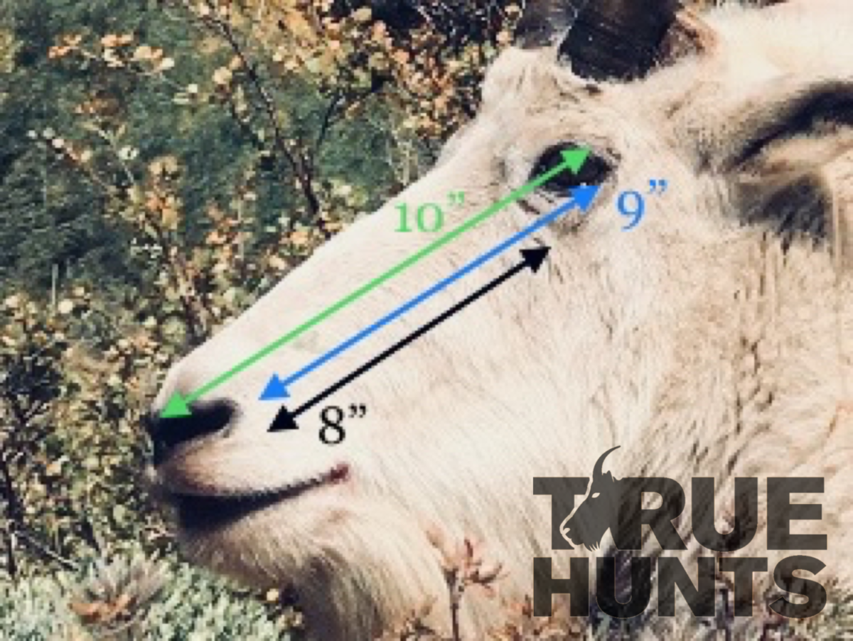 Mountain Goat Sex Identification and Field Judging - Pursuit with Cliff