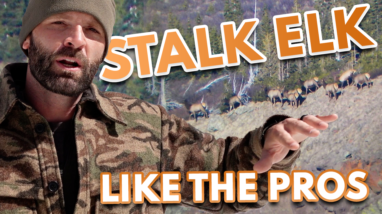 Stalk Elk Like the Pros - Triple Your Success - Pursuit with Cliff